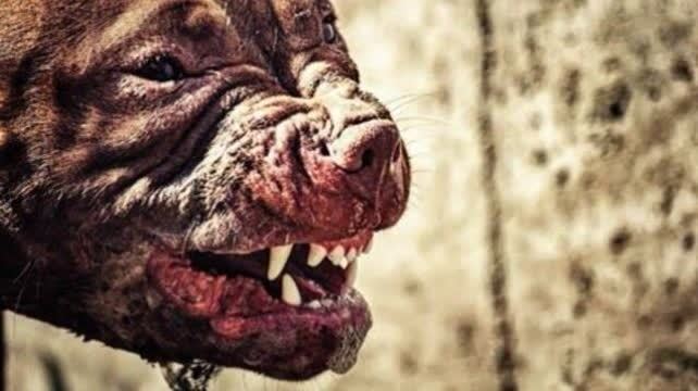 世界上最强悍的斗犬,人们都不敢养,到底为何强大