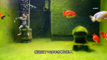 ...鱼缸怎么除藻 我却在研究怎么让藻别死了ߘ�ߘ�#兰寿 #清水绿苔 #...