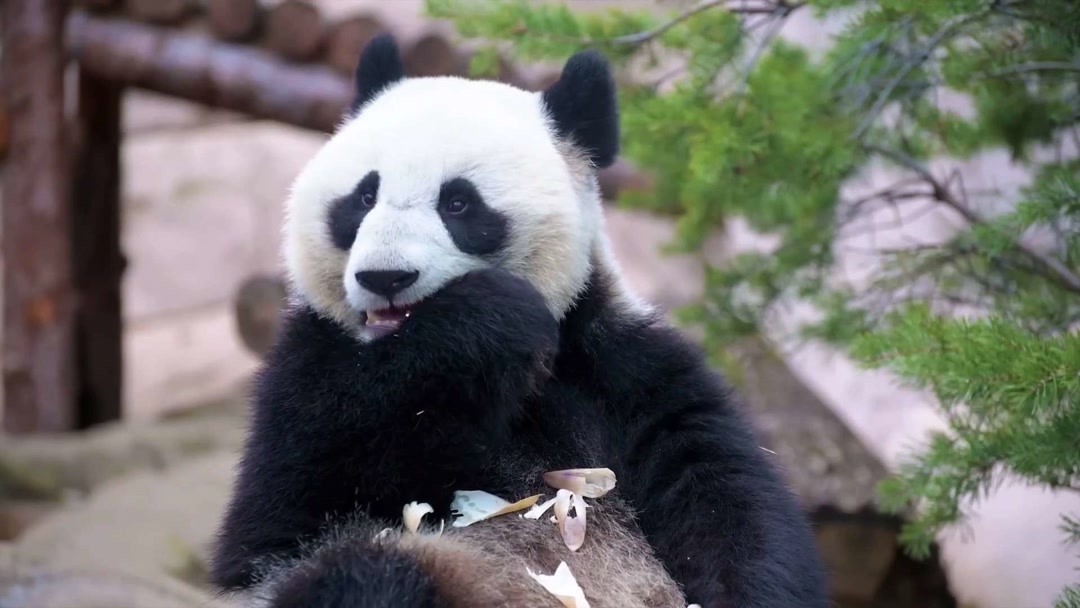 丛林动物世界 第15集 可爱的大熊猫