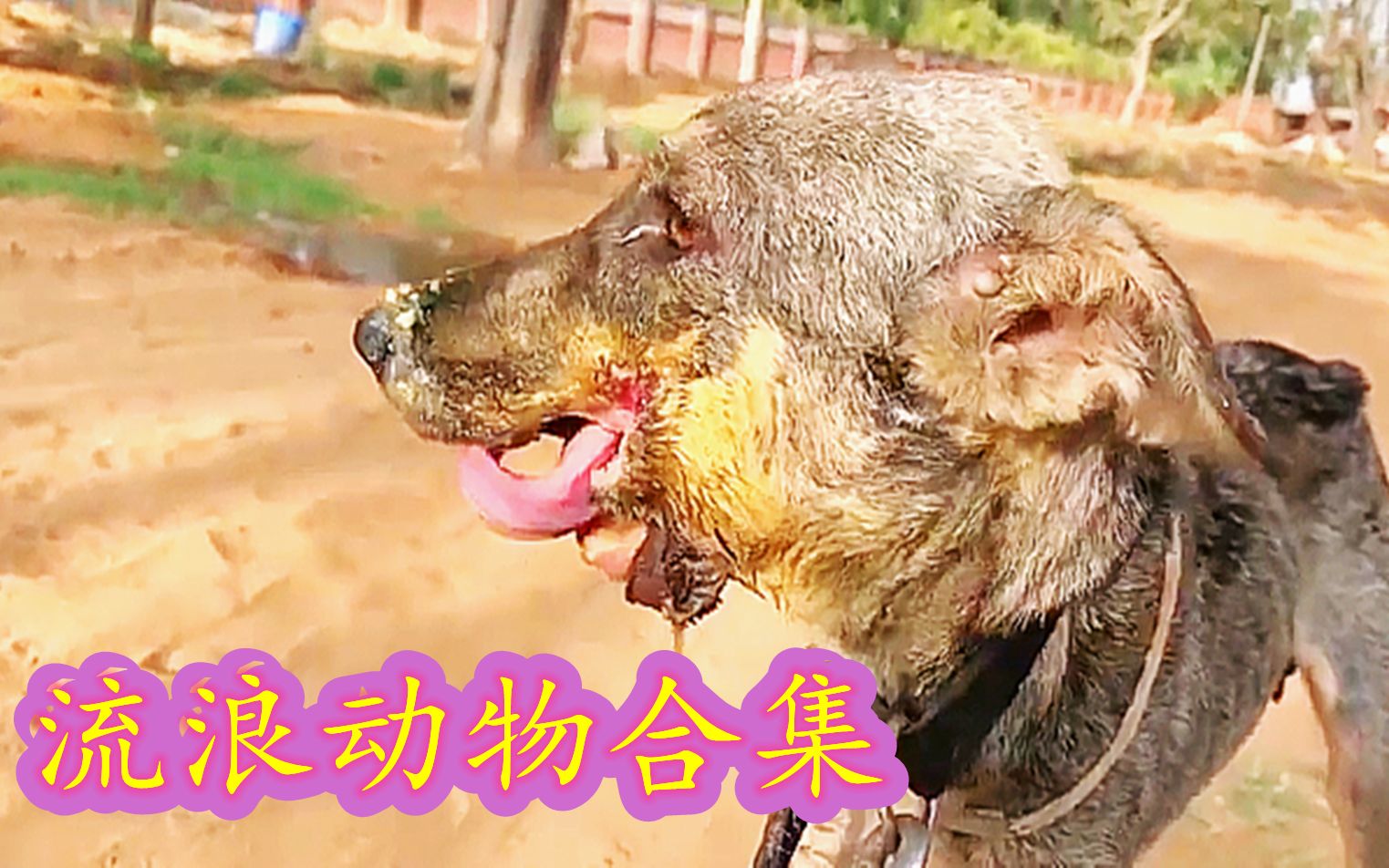 流浪动物可怜的生活,你会为其点亮爱心吗?