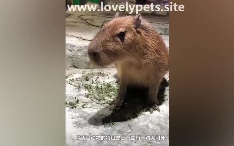 八种啮齿目宠物,你想养哪一种?