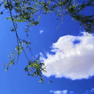 桃李无言下自成蹊 