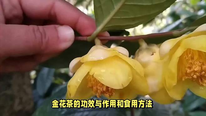 金花茶的功效与作用和食用方法