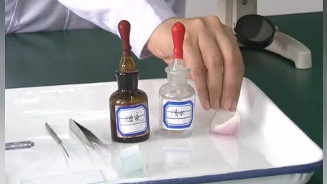 1.洋葱鳞片叶表皮细胞临时装片的制作