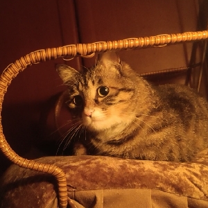 虎斑狸猫- 