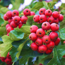 超爱看电影巫马佩珍 