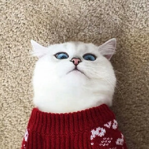 贇__ 