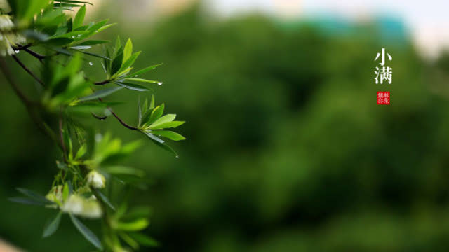 今天小满,"小满"是什么意思?小满节气这些说法你知道吗?
