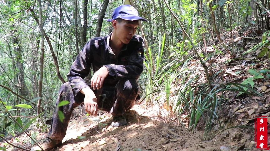 农村小伙为了种植兰花送粉丝,直接把兰花种到森林,大家说可行吗