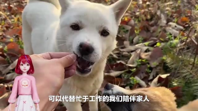 小女孩遭邻居恶狗疯咬,妈妈赶狗也被咬