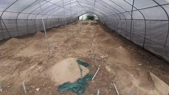 一颗小苗的成长日记#园林绿化 #农业种植 #田园生活