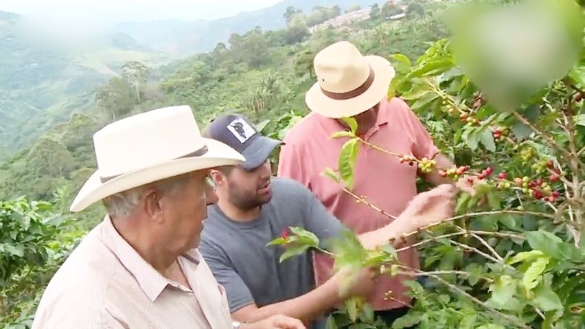 全球咖啡种植者面临咖啡降价危机 产业难以为继