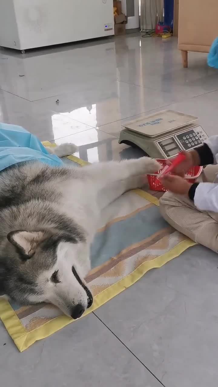未来的副主任医生上线,欢迎各位宠物来看诊家有萌宠