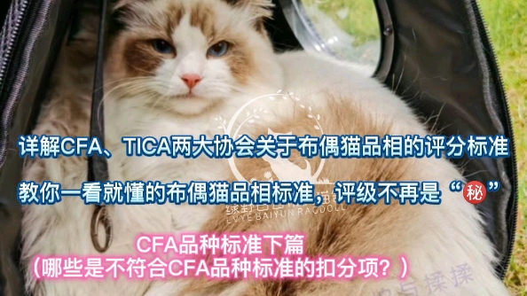布偶猫|坨妈育儿手记{29}CFA布偶猫品标图解下篇——哪些是不符合...