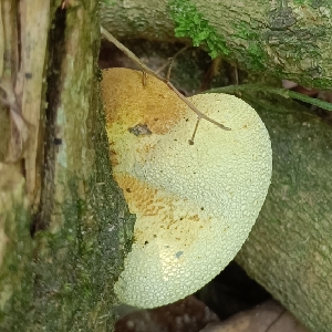 egoliu 