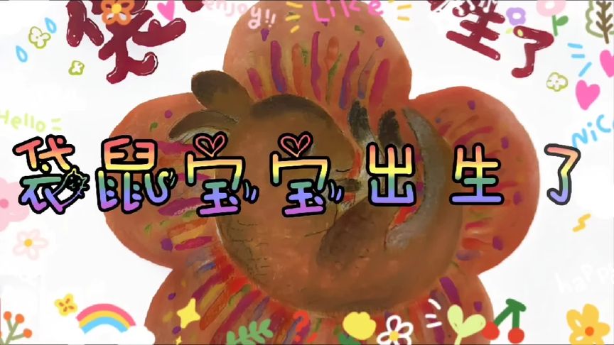 婴幼儿宝宝儿童有声绘本故事-《袋鼠宝宝出生了》