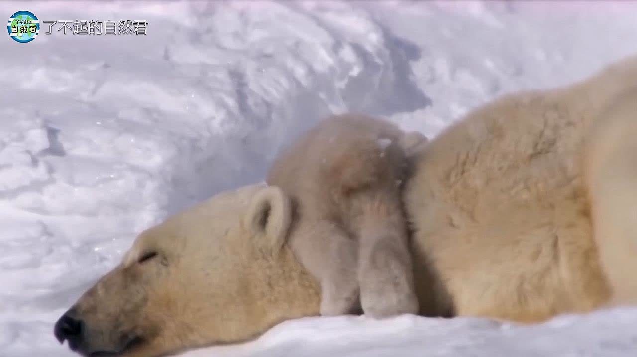 纪录小北极熊从出生到独立,一只北极熊熊的成长日志
