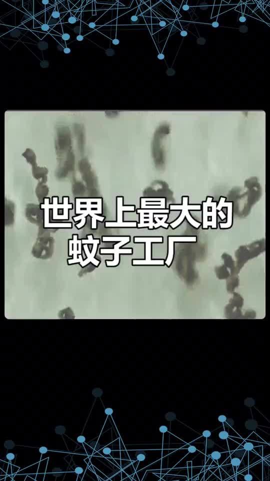 体验黑科技:世界最大的蚊子工厂