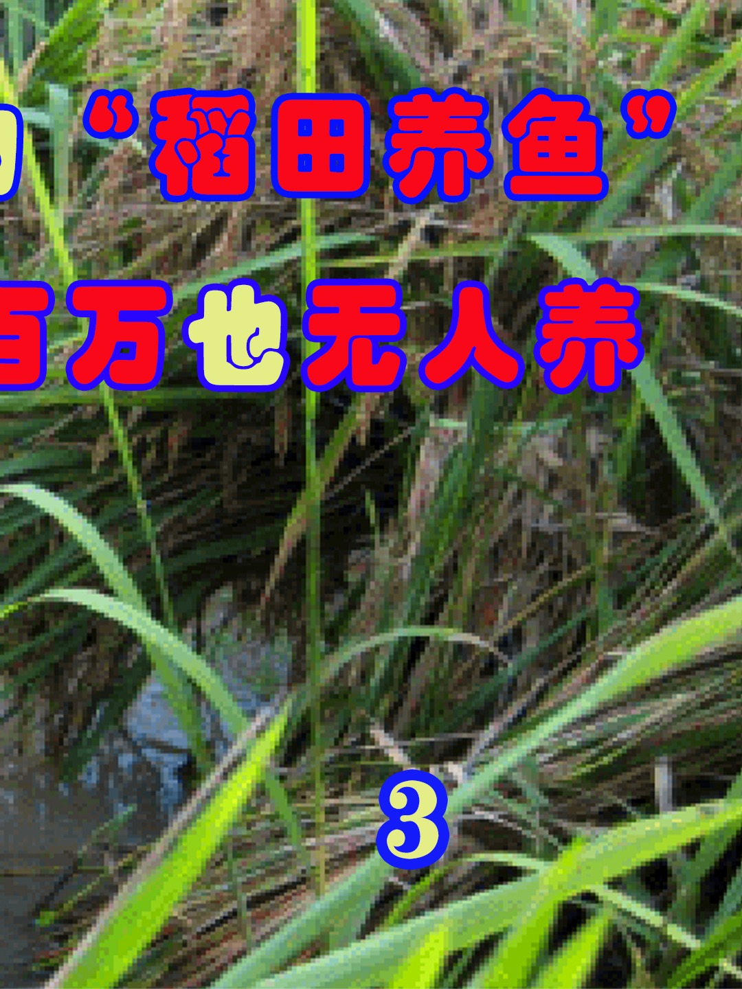 ...“稻田养鱼”,如今就算赚百万也无人养,这是为何 #奇闻 #三农 #科普 ...