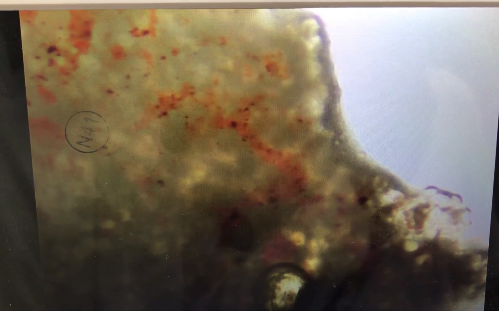 电子显微镜下观察花生子叶