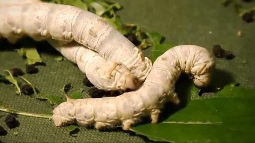蚕丝是如何制作的,实拍蚕宝宝从吐丝结茧,再到人工抽丝全过程