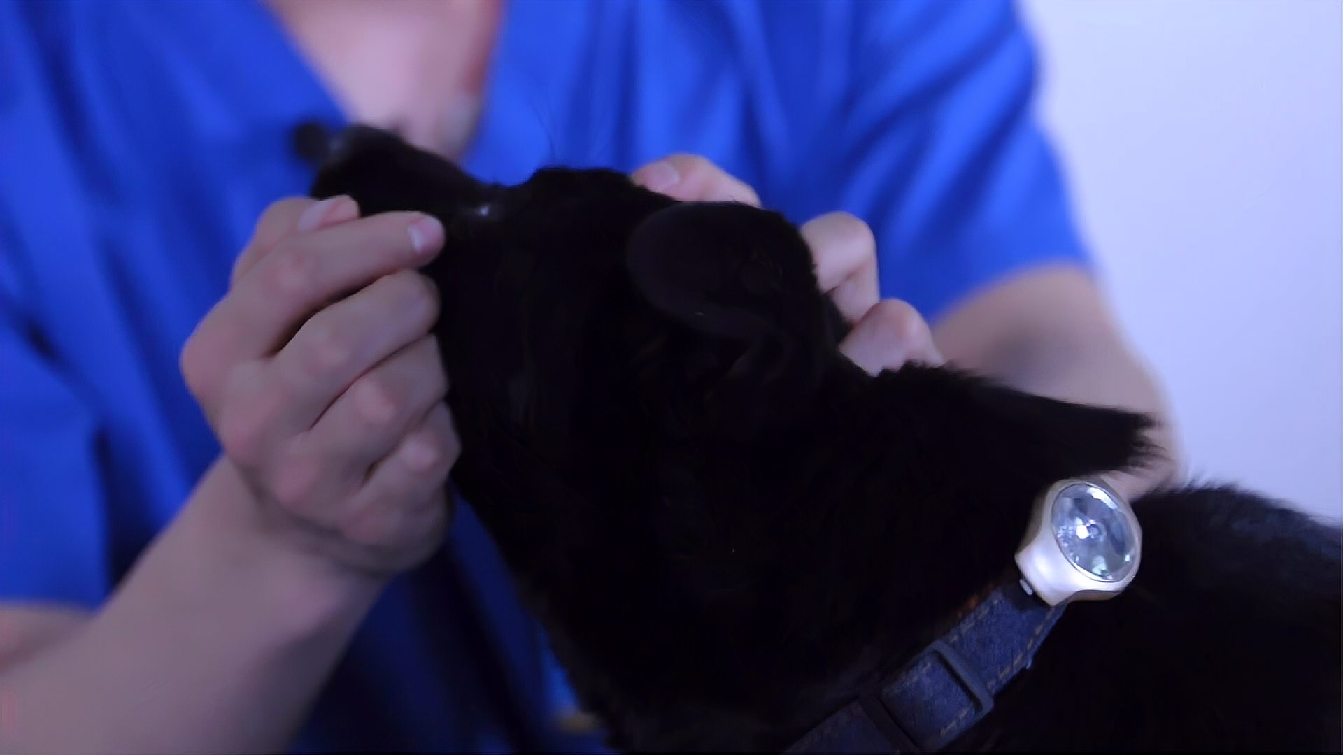 狗狗皮肤瘙痒怎么办?这招教你搞定