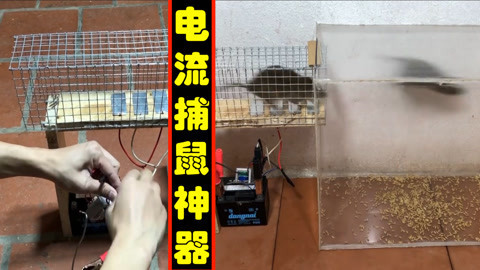 外国牛人自制捕鼠神器,老鼠被电击蹿进牢笼!