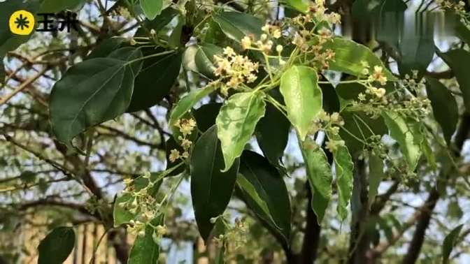 一点植物学之香樟树