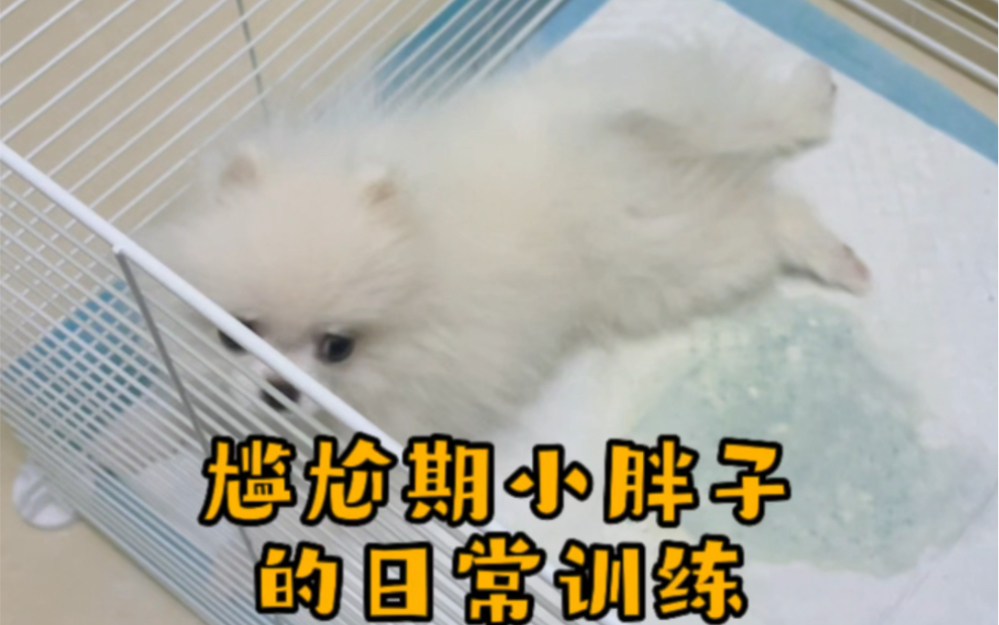 训练需要耐心,就是重复动作,用零食奖励最见效,小胖妞是训练成功了的,...