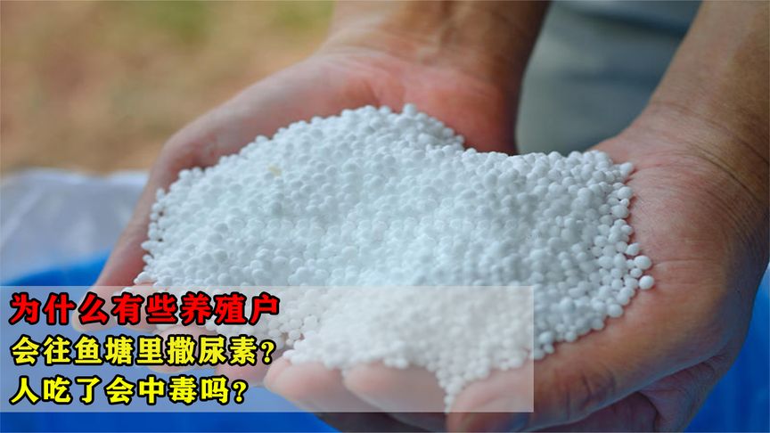 为什么有些养殖户,会往鱼塘里撒尿素?人吃了会中毒吗?