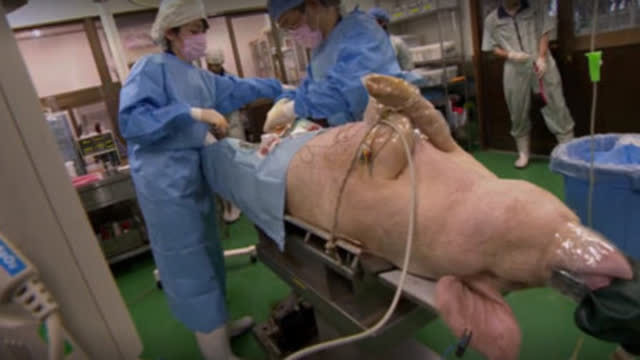 为什么人类器官移植不用大猩猩的,而是用猪的?看完长知识了