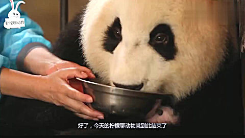 国宝大熊猫, 你对它了解多少, 快进来长长知识吧