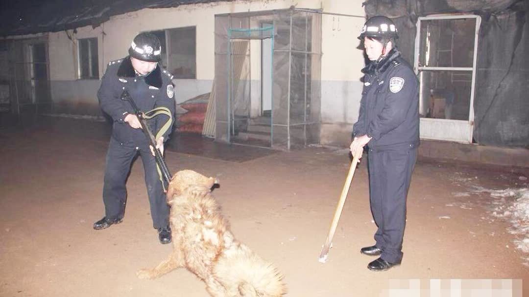 藏獒发疯咬伤两人,民警弹无虚发一枪击毙,网友:爱狗人士在哪?