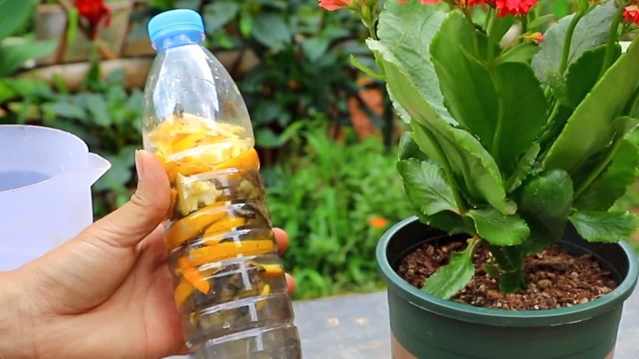 这些果皮大有用处,这样制作"氮钾肥水",用来...