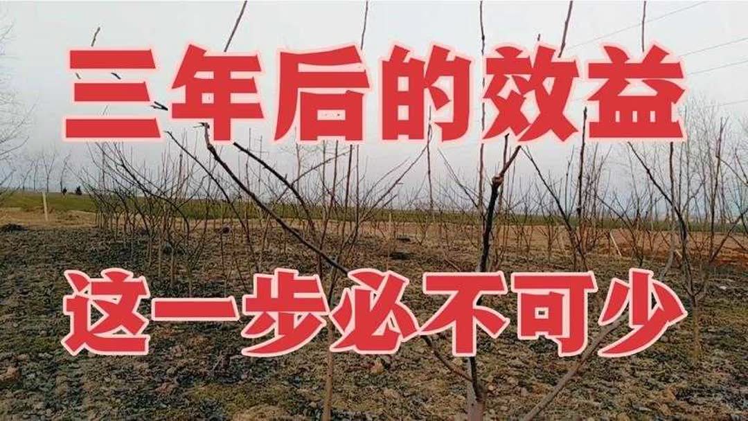 都说梨树四年结果,拉枝这一步做对了,三年就有不错的收益