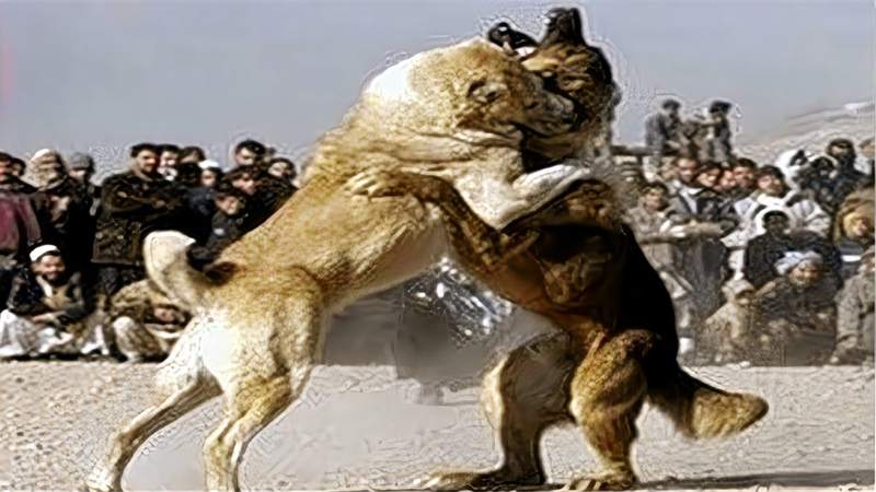 野狼与藏獒恶战!以一敌六大战六只藏獒,镜头拍下精彩全过程!