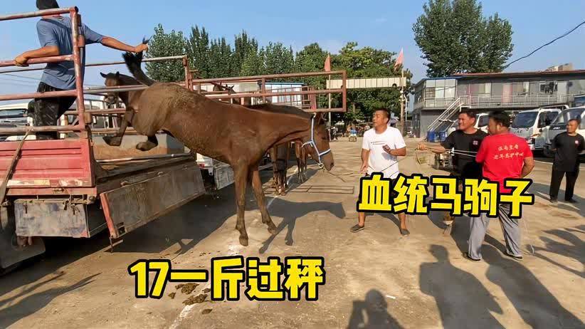 血统马驹子17一斤过秤,过完地磅马主不想卖了,这是啥情况?