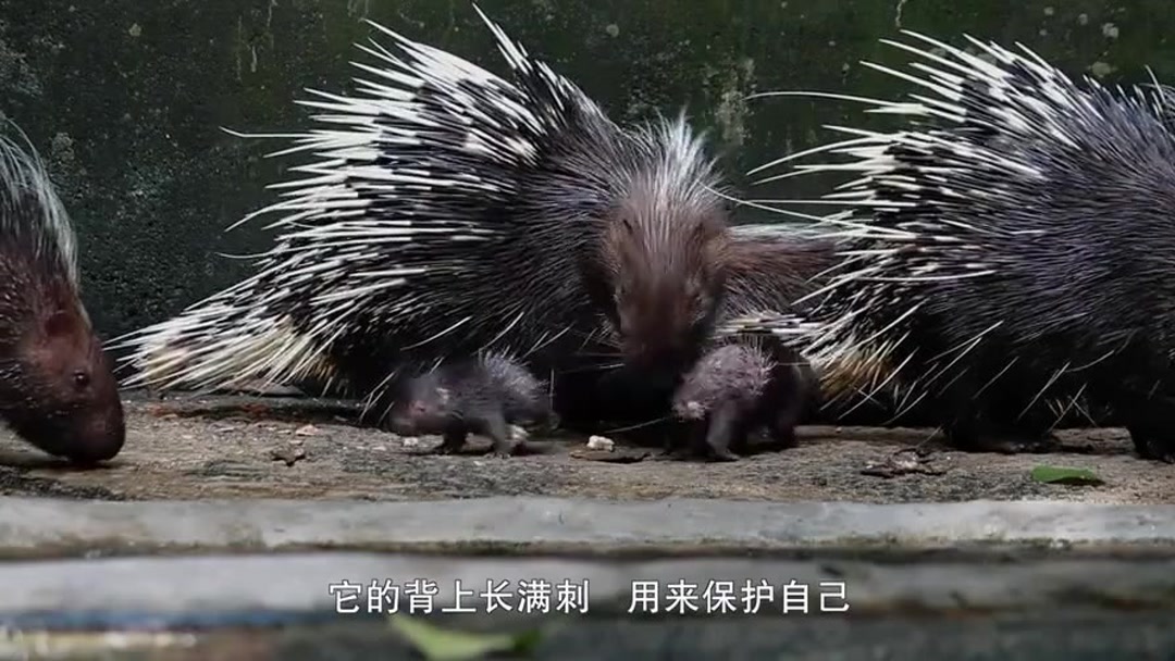 看动物如何保护自己,邦斯补救了独一无二的足球
