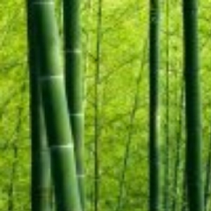 竹子爱折腾 
