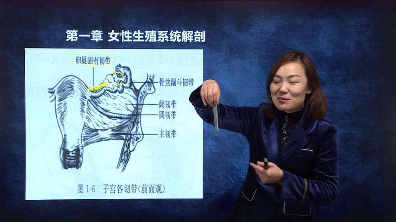 最新初级护师考试儿科护理学精讲,女性生殖系统解剖