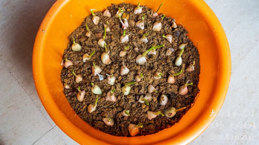 大蒜的生长过程