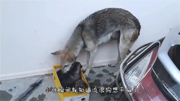 流浪狗身上挂着奇怪“肿瘤”,走进一看,原来是它在搞事