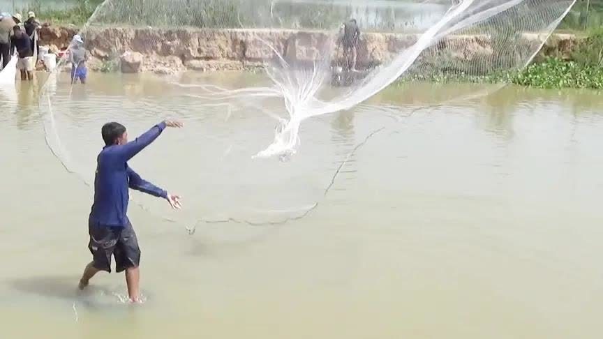 马来西亚的旋网,比国内的旋网还要厉害,他们是怎么做的