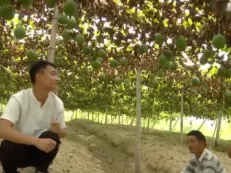 ...合肥瓜蒌管理要点(施肥养根,保叶)原理讲解,防控治养(用药时机、方法)