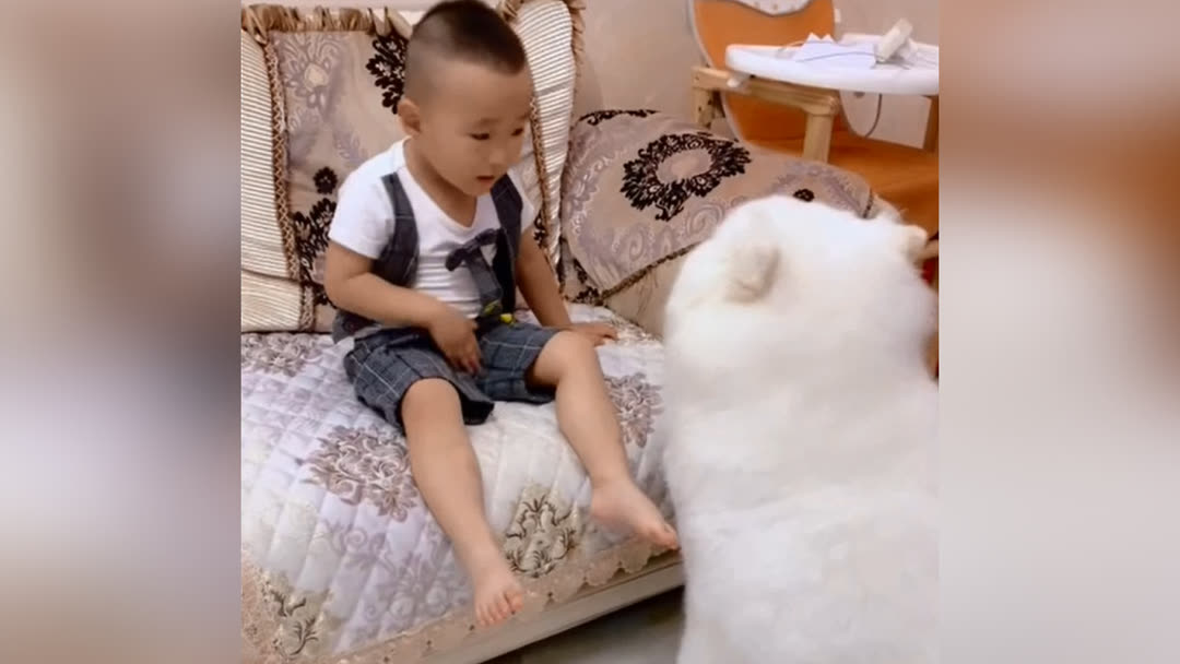 宝宝上完厕所狗狗直接帮忙冲马桶!这么乖巧的狗狗真是太可爱了