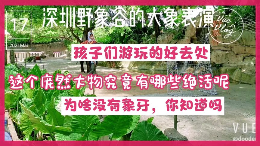 深圳野生动物园的大象表演,你不来看看吗
