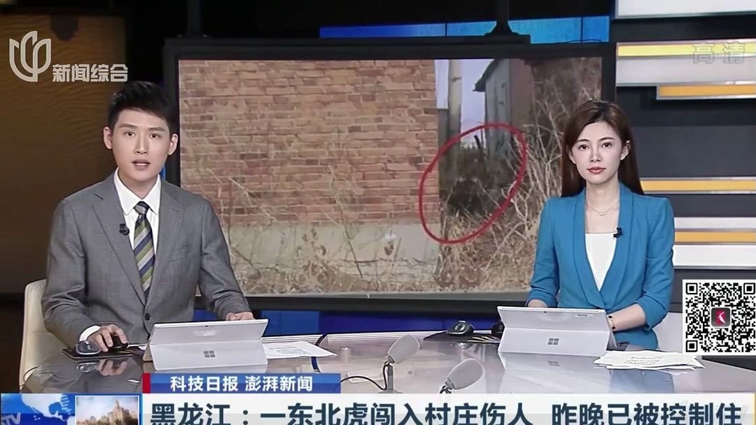 黑龙江:东北虎闯入村庄伤人已被控制 将被提取基因判断来源