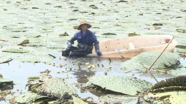 千亩芡实梗采收,秋季进补首选