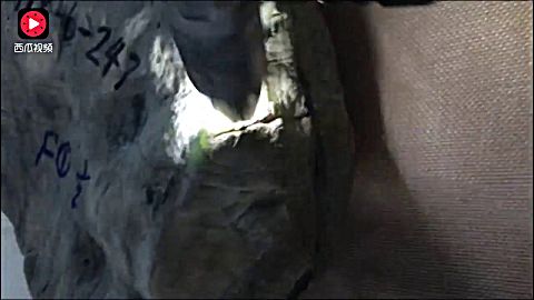 13公斤冰种! 百万级莫西沙翡翠原石分享, 切开后涨还是赔?