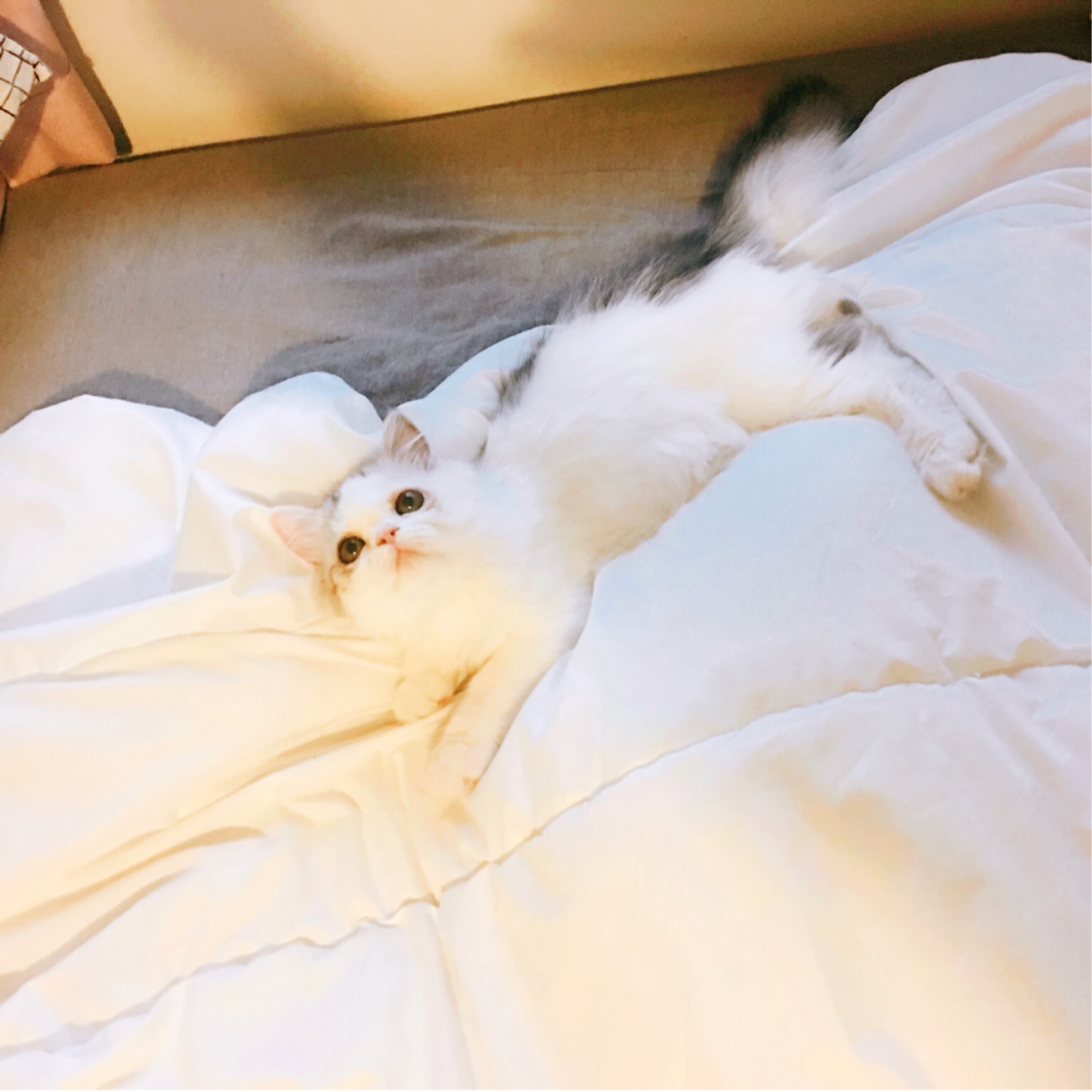 一直特立独行的猫q 